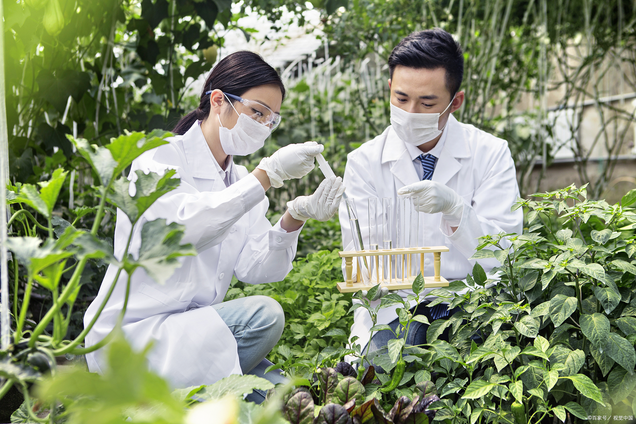 类黄酮糖基转移酶 (UFGT)：植物代谢的关键 “修饰师”