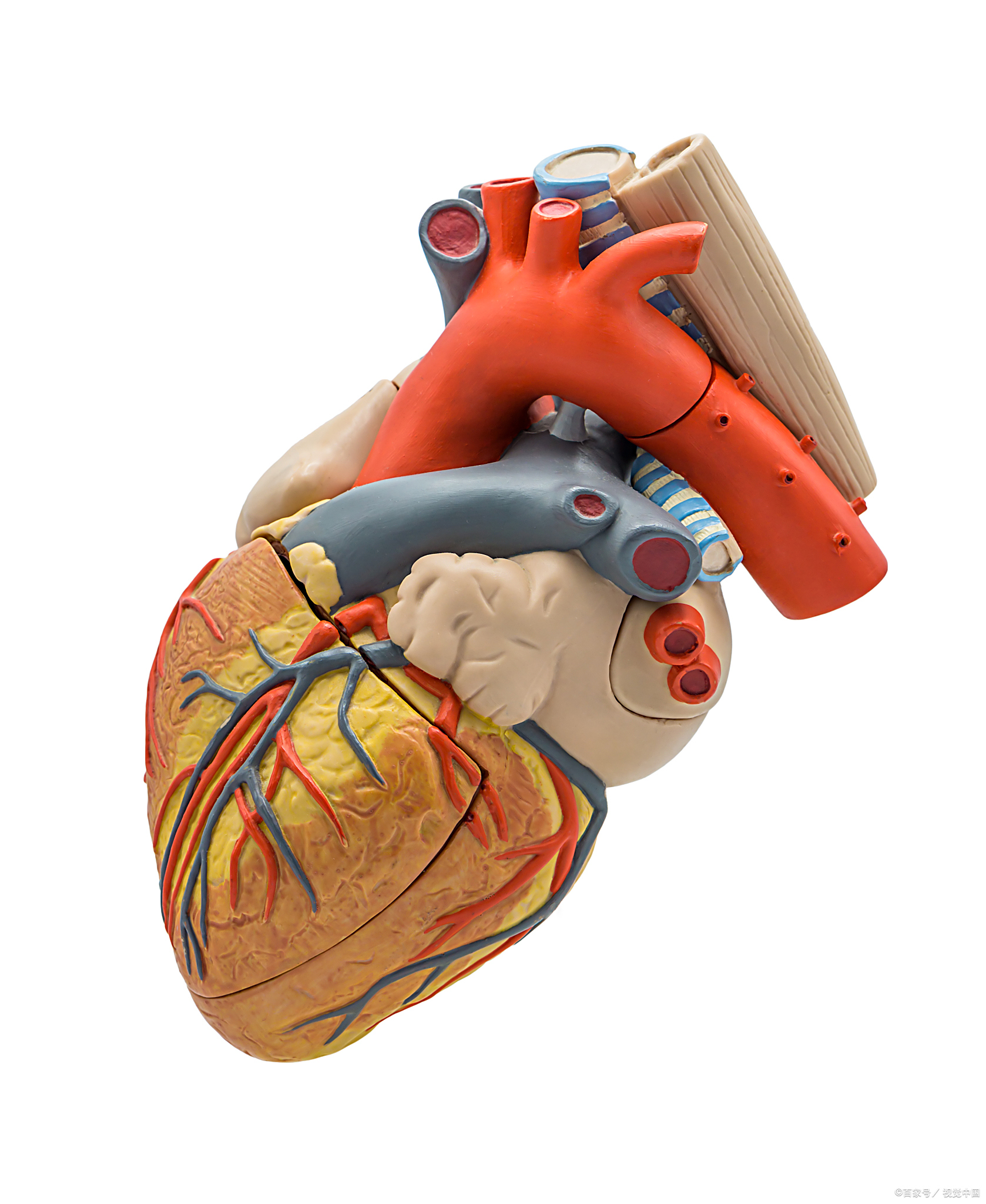 吃深海鱼推荐！EPA成分的4个抗炎作用，清血管